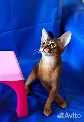 Абиссинские котята