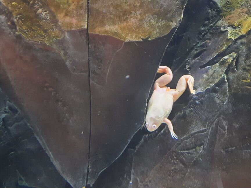 Шпорцевая лягушка