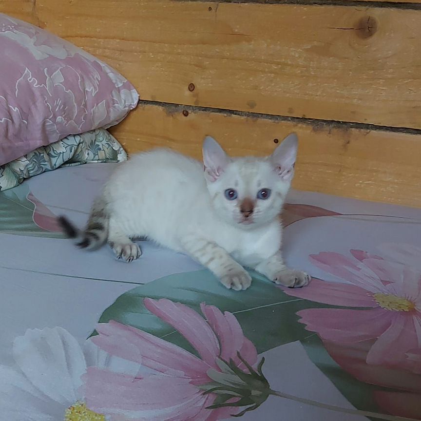 Бенгальские котята минк