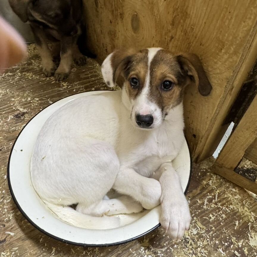 Щенок в добрые руки