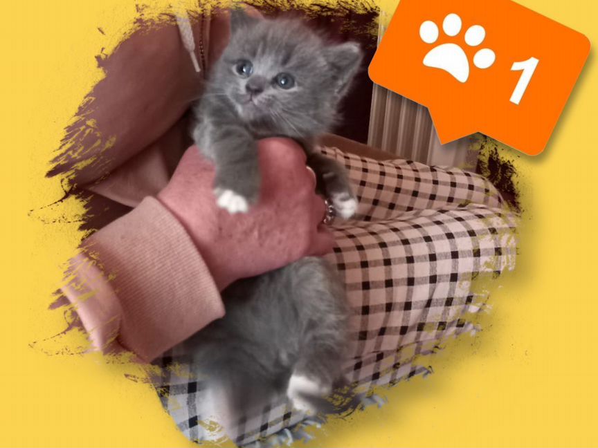 Котята в добрые руки бесплатно