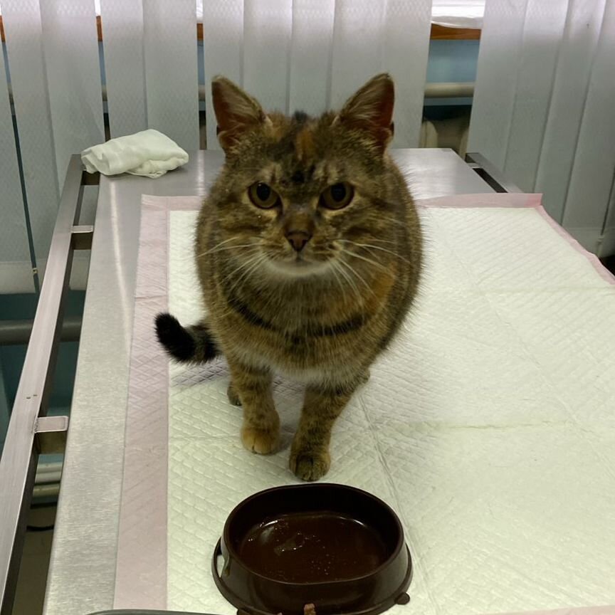 Кошечка в добрые руки