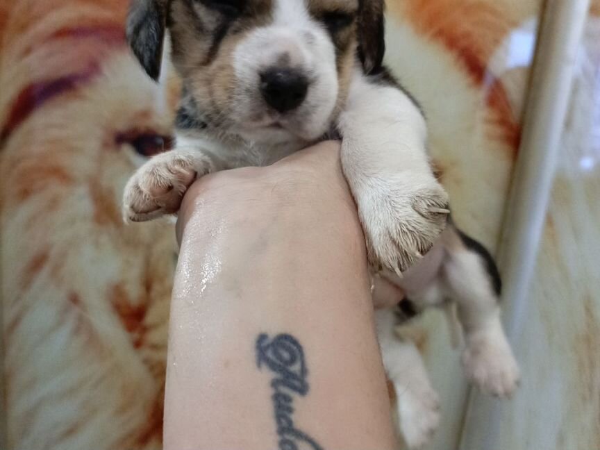 Щенки бигль девочка