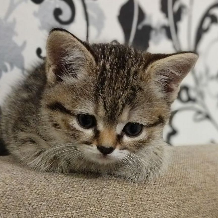 Британский короткошёрстный котёнок