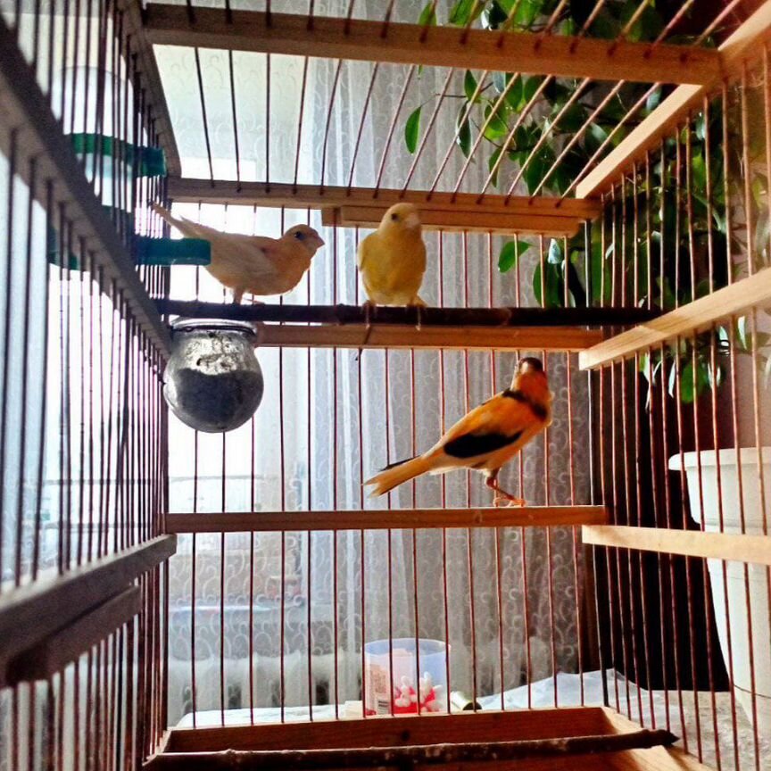 Канарейки самочки