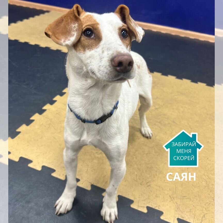 Взрослый пёс в добрые руки