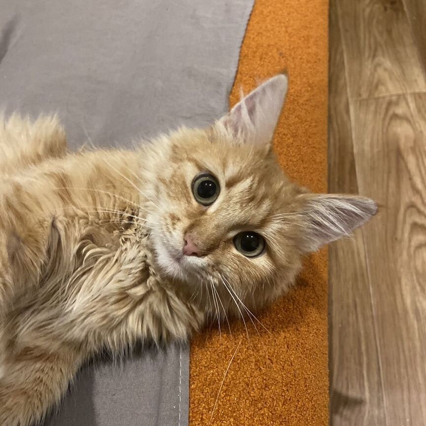 В добрые руки