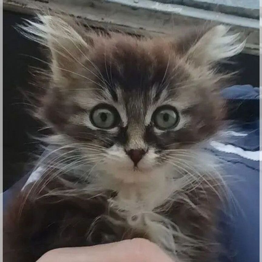 Котёнок в добрые руки