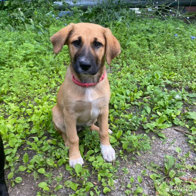 Рыжих лапотуха