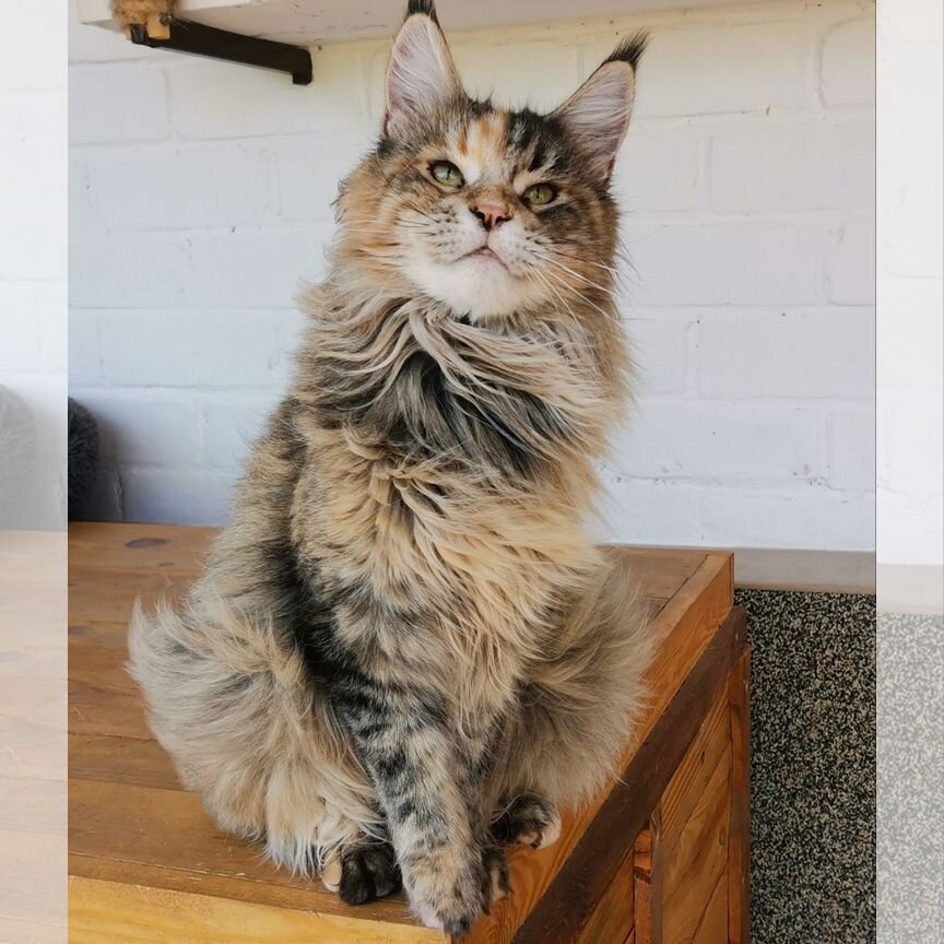 Мейн кун Вини