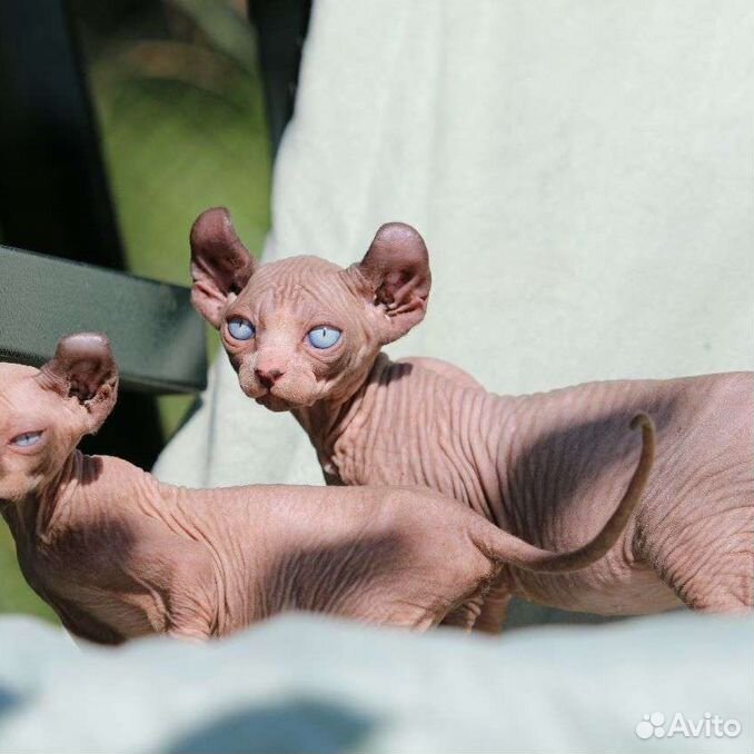 Канадский сфинкс две девочки