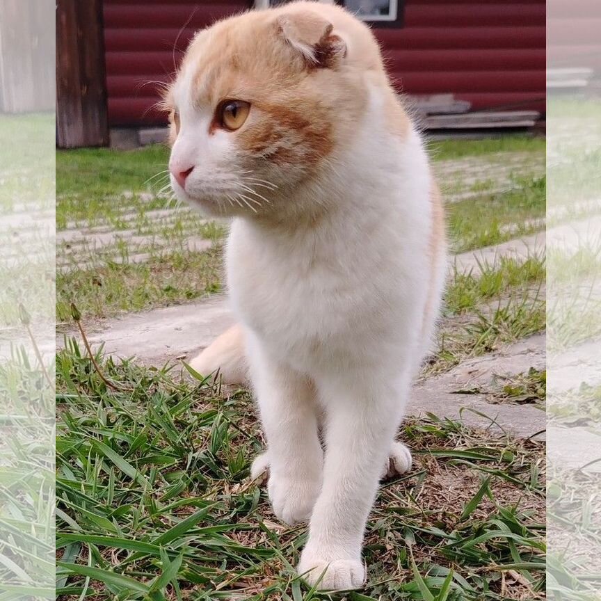 Шотландский вислоухий короткошёрстный котёнок