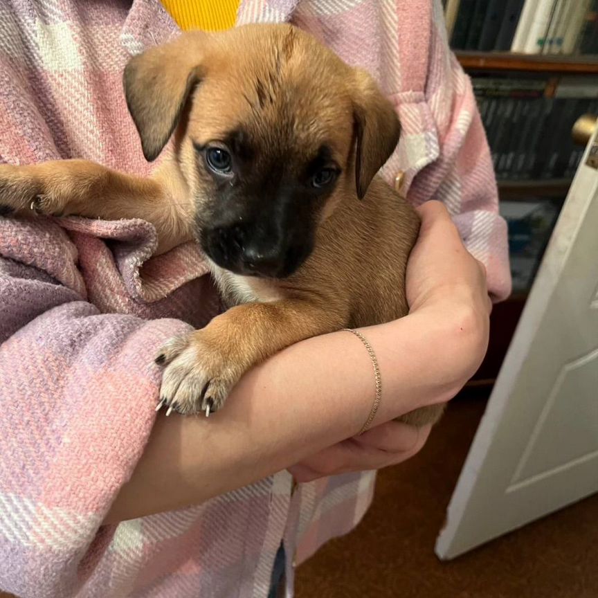 Отдам в дар щенка среднего размера