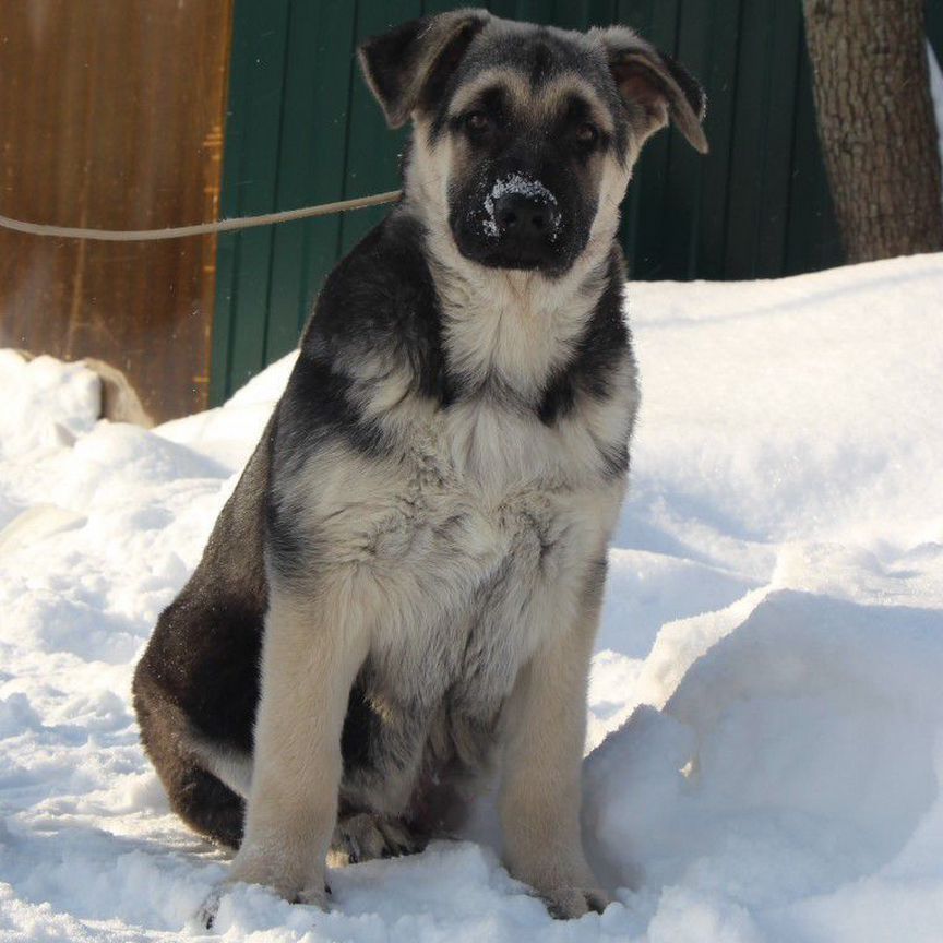Восточноевропейская овчарка, щенок