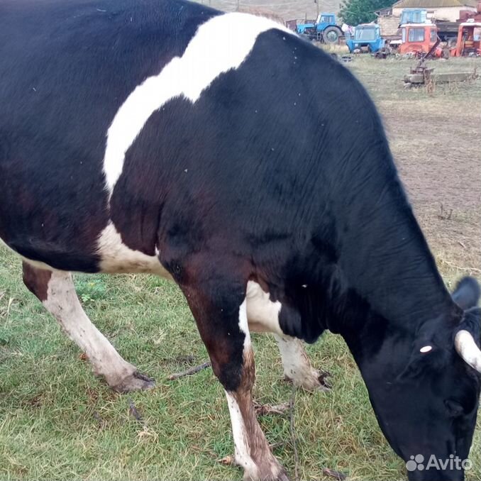 Тёлка на сясо