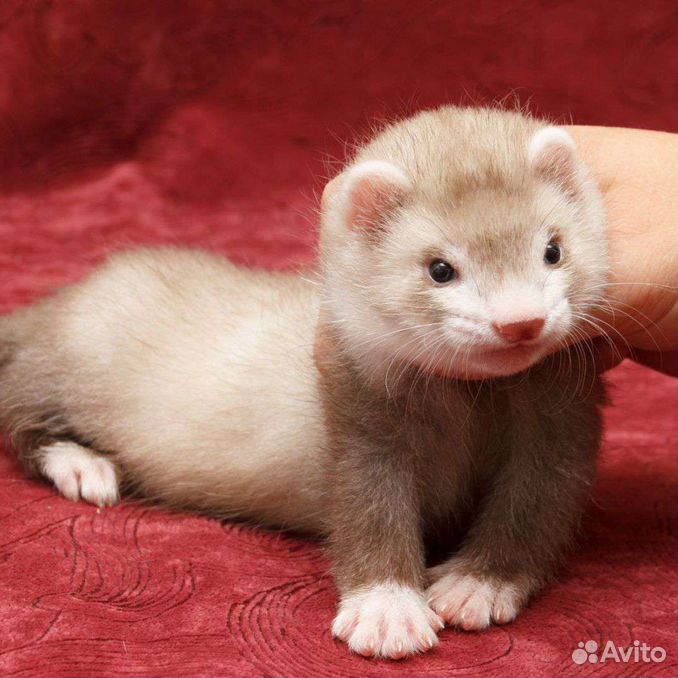 Хорьки малыши разного окраса и пола