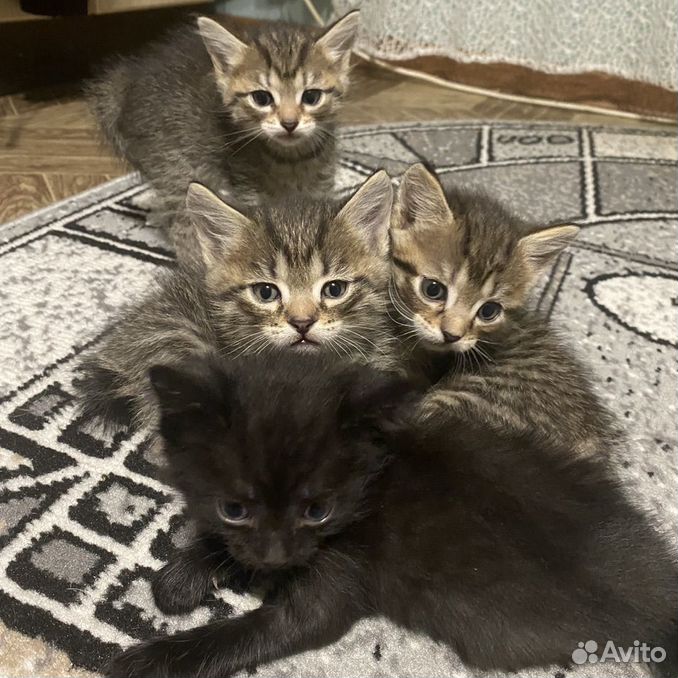 Котята помесь с бобтейлом