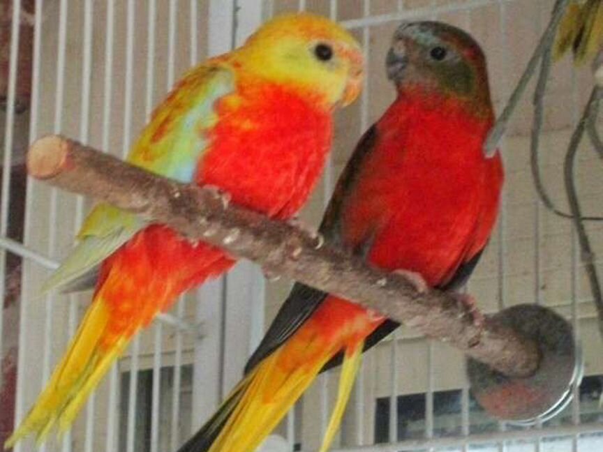 Лазурный попугай