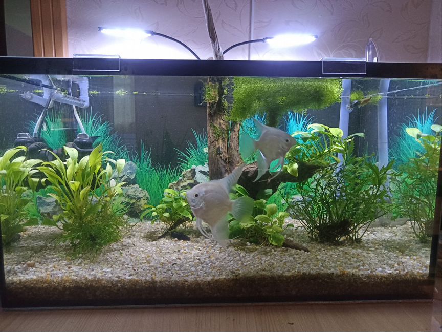 Аквариум готовый под ключ