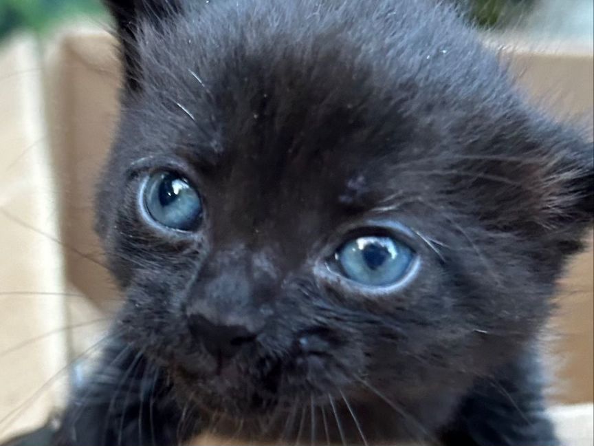 Черный котенок ищет родителей