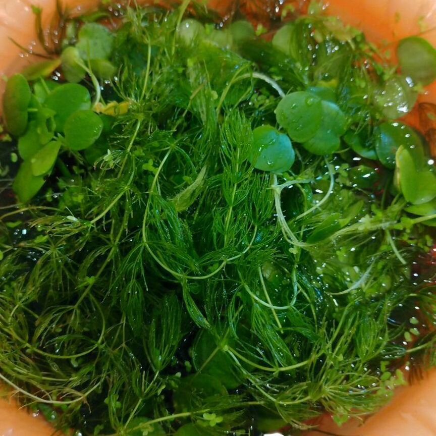 Роголистник бесплатно