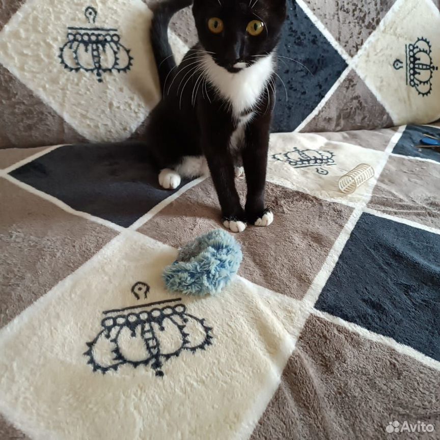 Кошечка Черная пантера