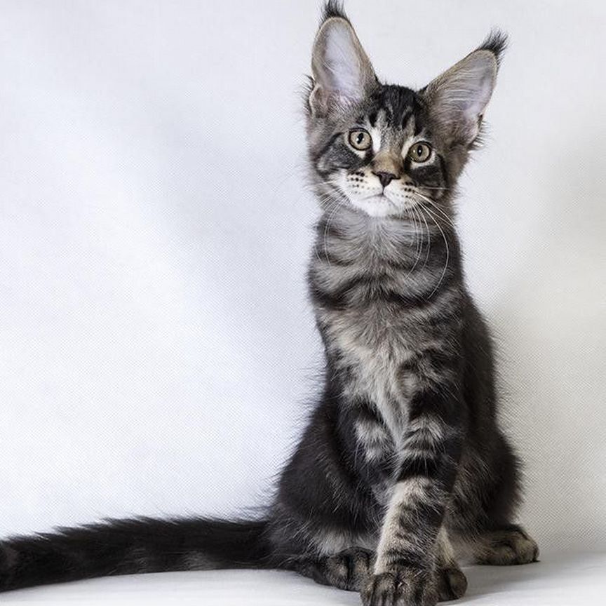 Мейн-кун котёнок