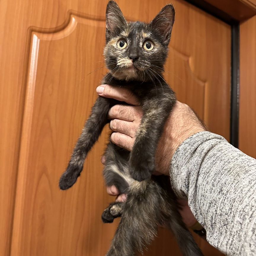 Супер ласковый котенок