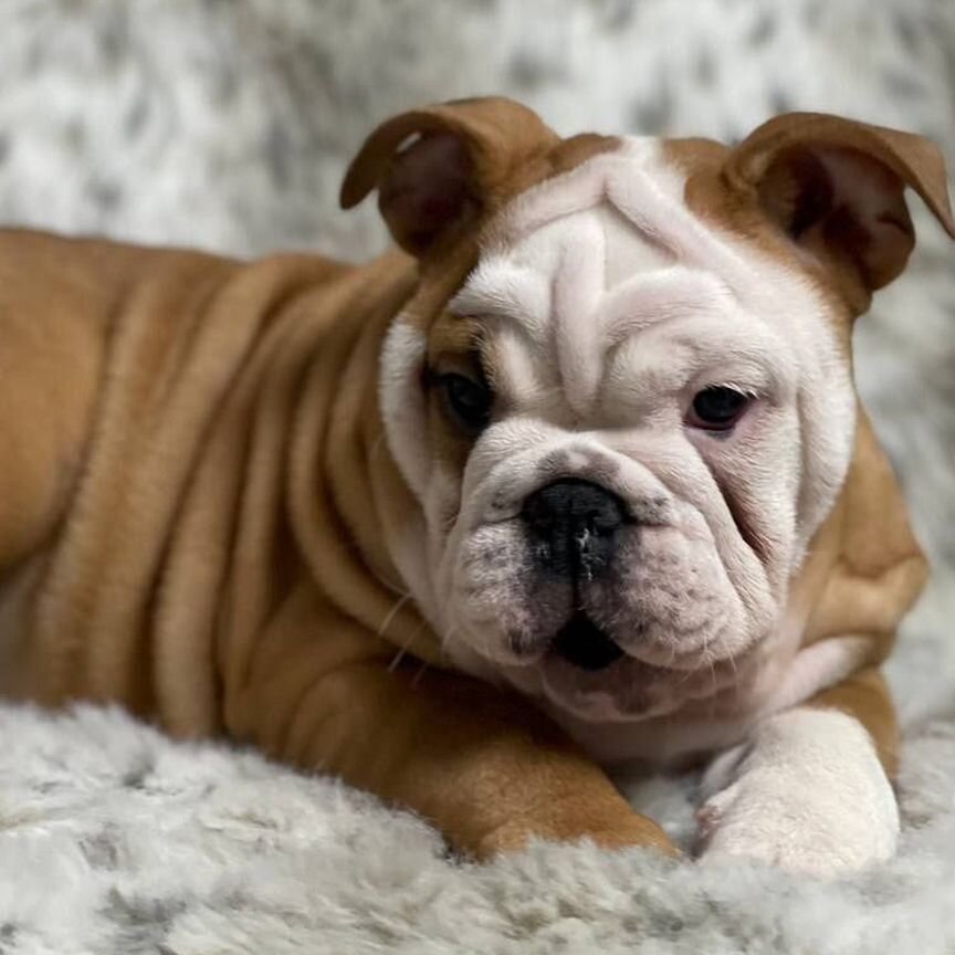 Английский бульдог, щенок