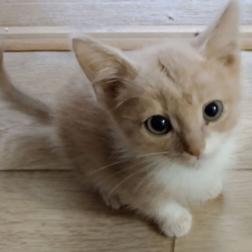Котята