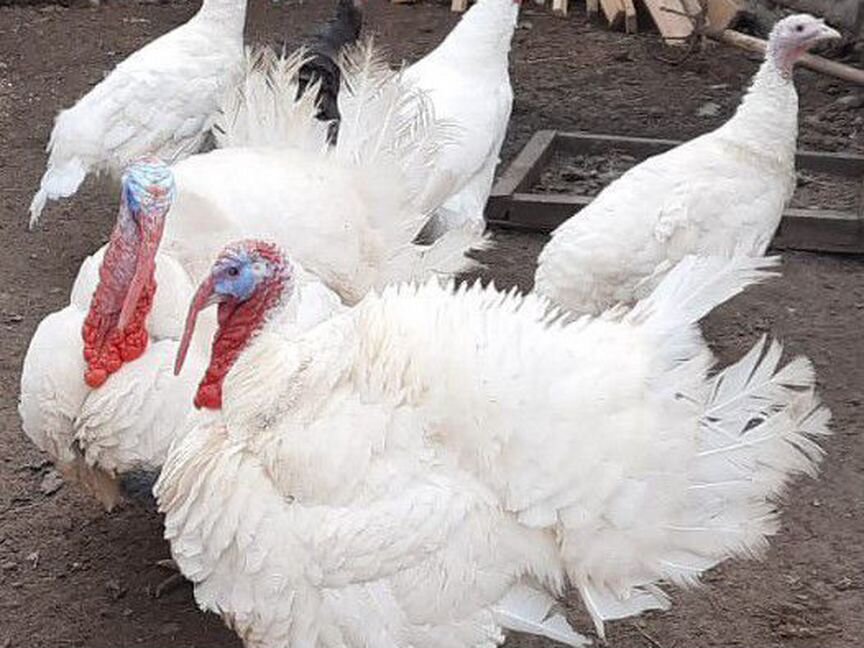 Индюки