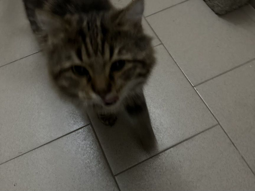 Кошка или кот,чей красавчик