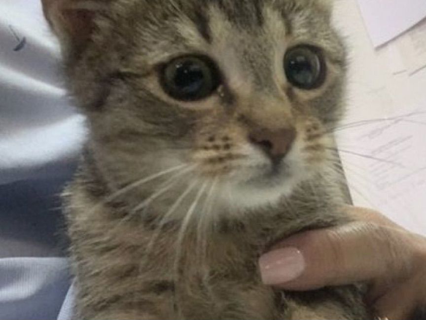 Котенок, маленькая непоседа