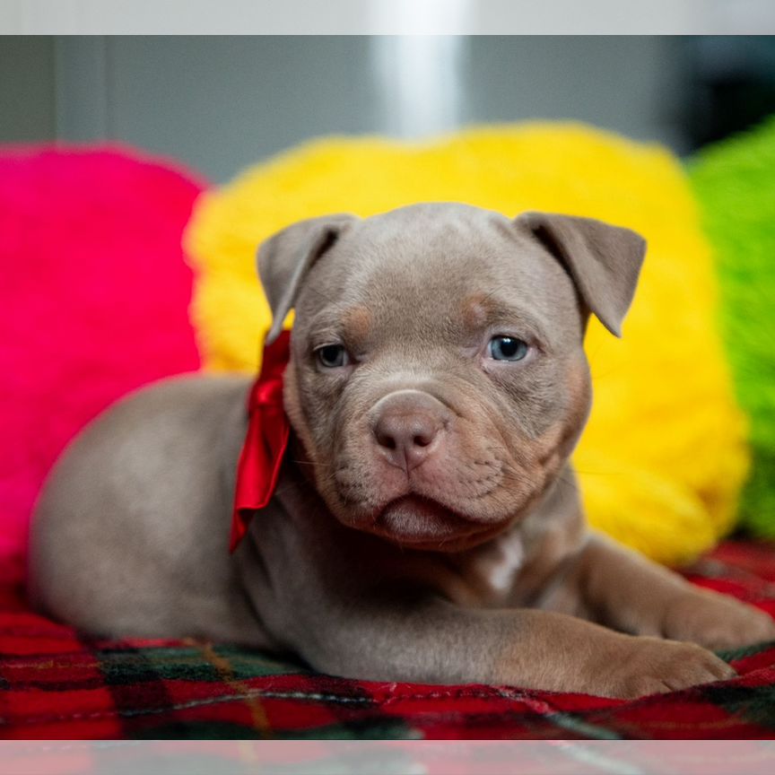 Американский булли, щенок