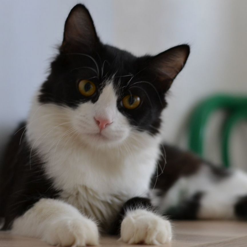 Котенок подросток в добрые руки