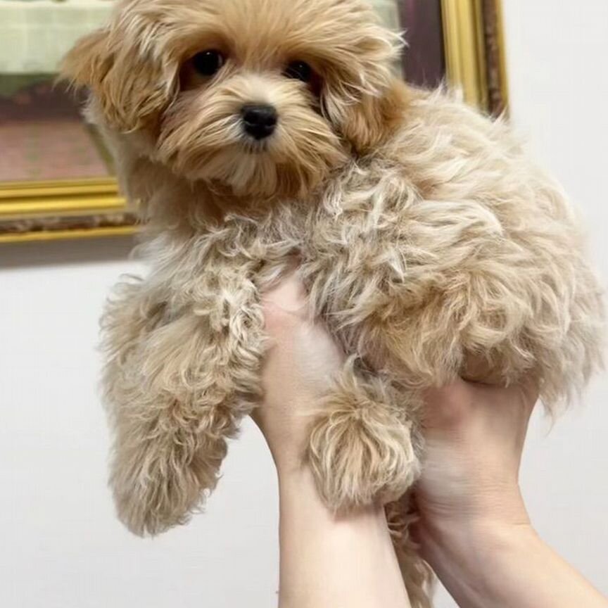 Мальтипу, щенок