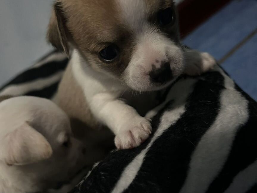 Щенки чихуахуа