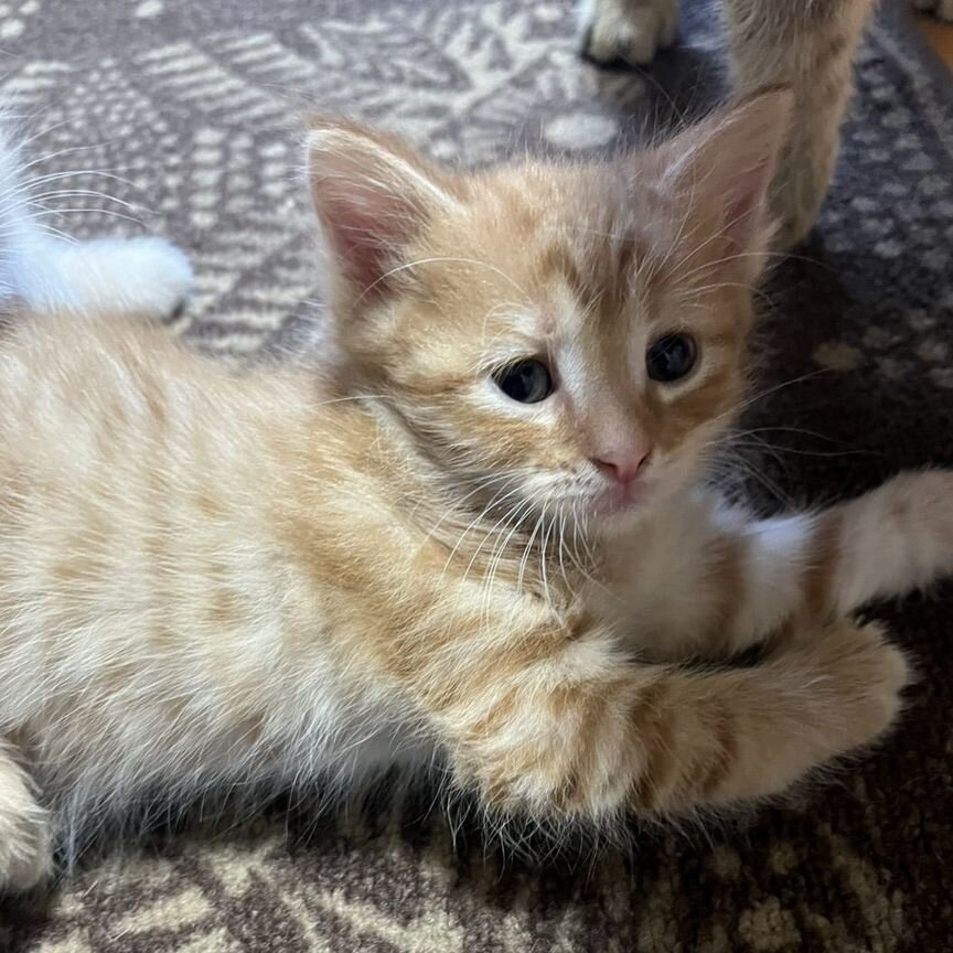 Котёнок в добрые руки