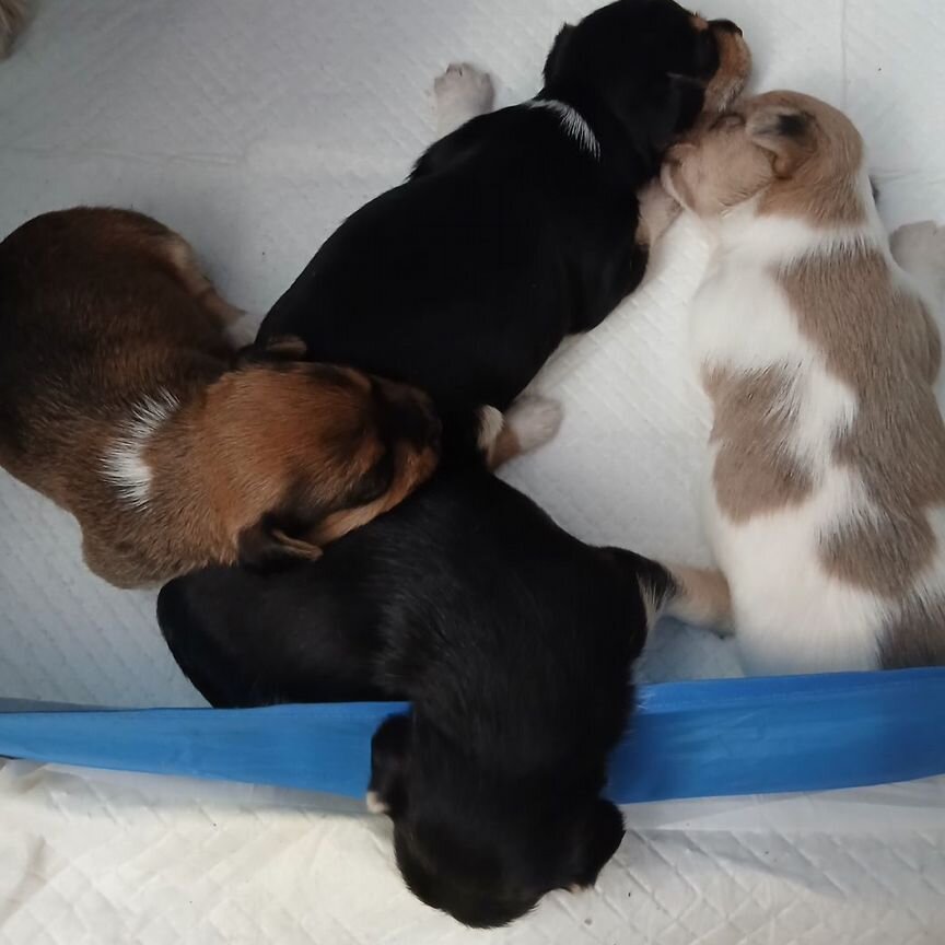 Джек-рассел-терьер, щенок