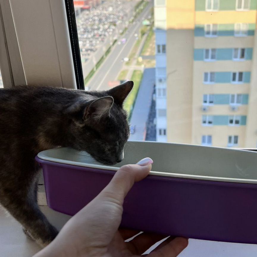 Лоток для кошек