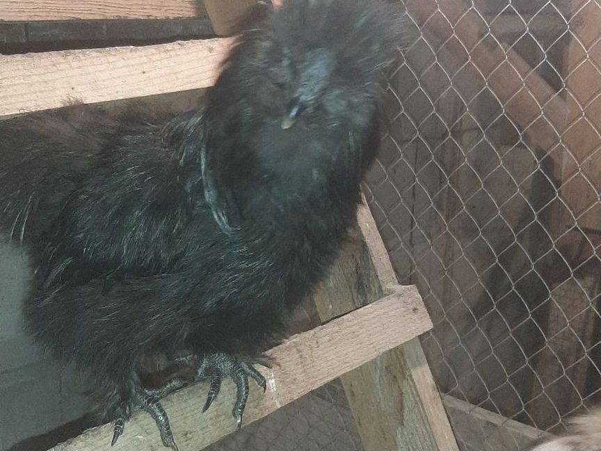 Китайская щелковая