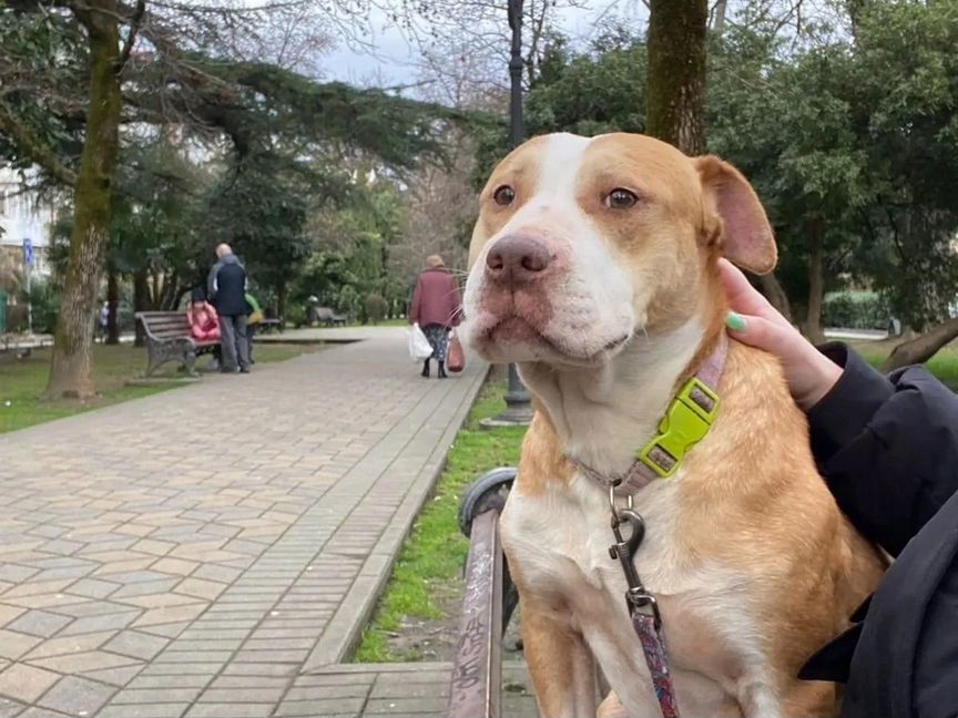 Собака девочка стафорд в добрые руки