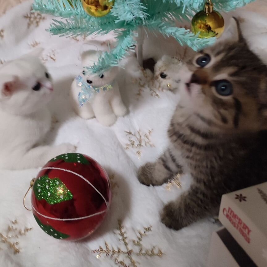 Шотландский вислоухий короткошёрстный котёнок