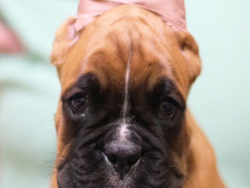 Боксер щенок