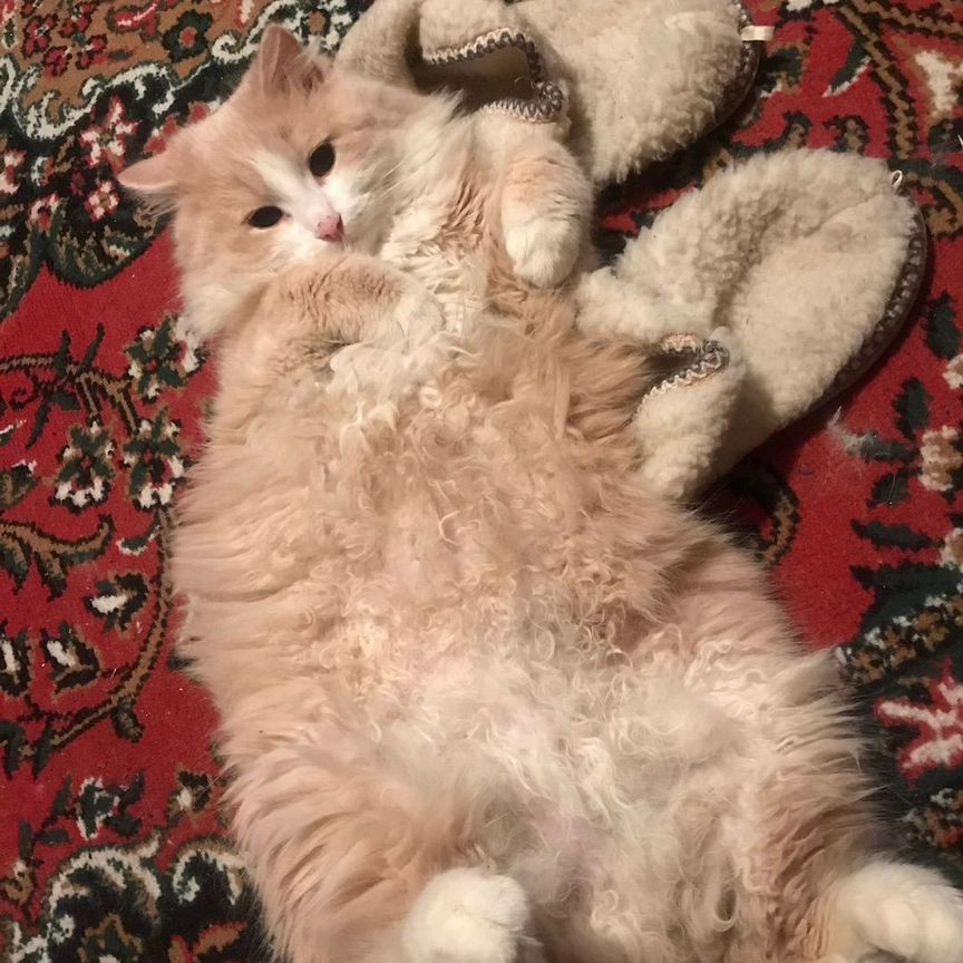Котик Фося 4 года