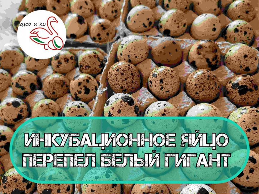 Инкубационное яйцо перепелов