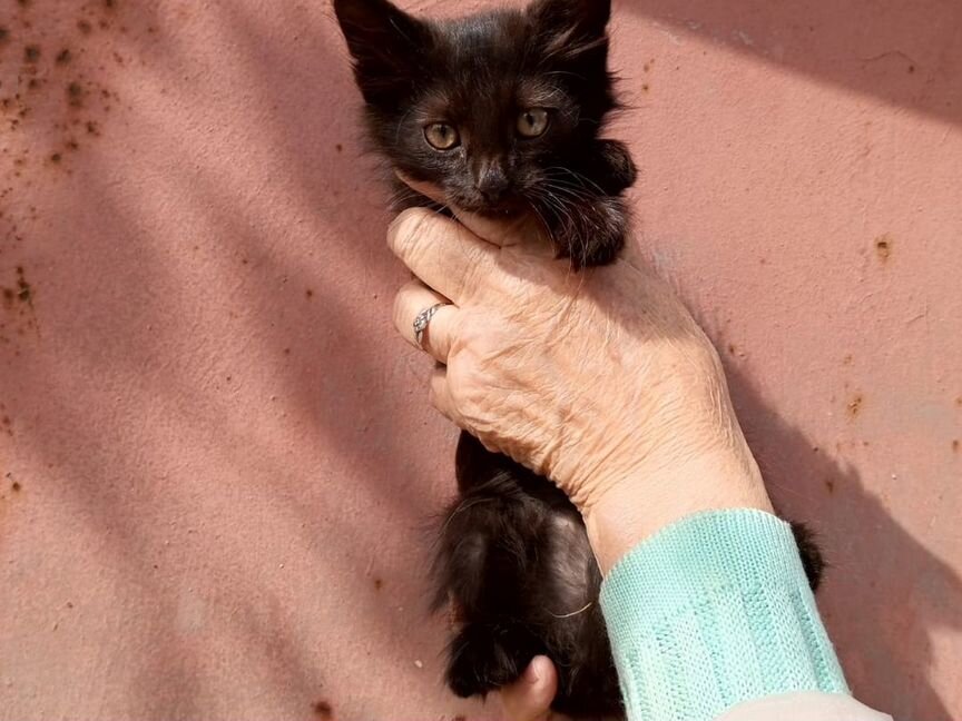 Отдаем в добрые руки котят