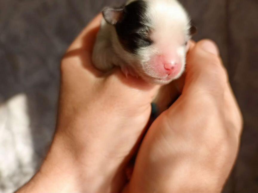 Щенки бивер йорка