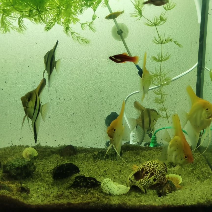 Скаляры, сомики