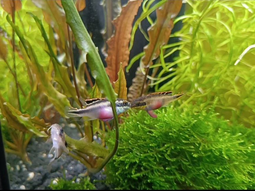 Пельвикахромис (попугай)